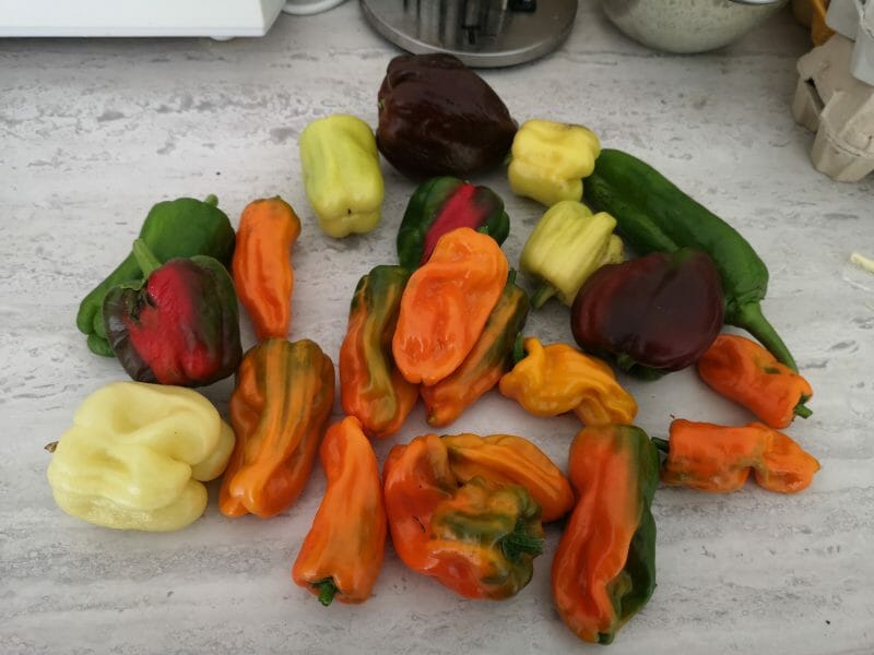 Coulis de poivrons rouges au Thermomix - Cookomix